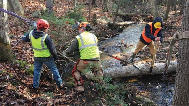 Training: Restoring the Fish Habitat of Great Brook | Nature Groupie