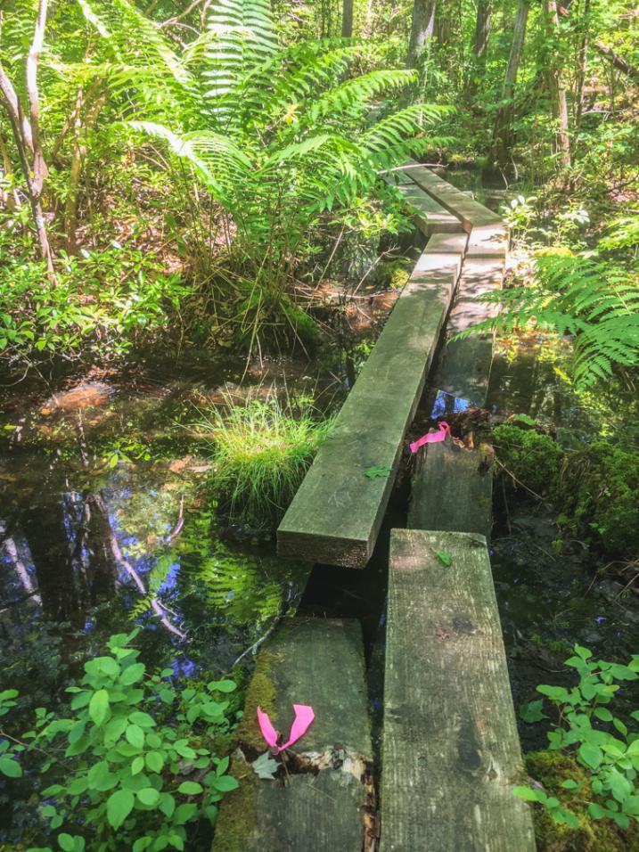 Stewardship Tip: The Biology of Bog Bridges | Nature Groupie