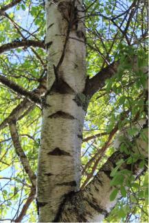 Paper, Grey, Yellow, Black or River Birch? | Nature Groupie