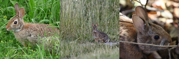 Report that Rabbit | Nature Groupie