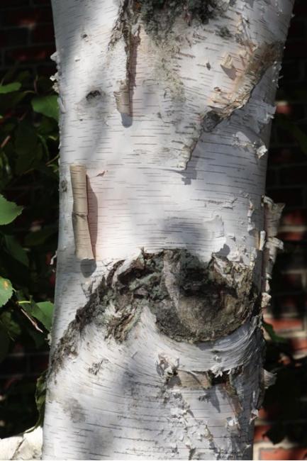 Paper, Grey, Yellow, Black or River Birch? | Nature Groupie