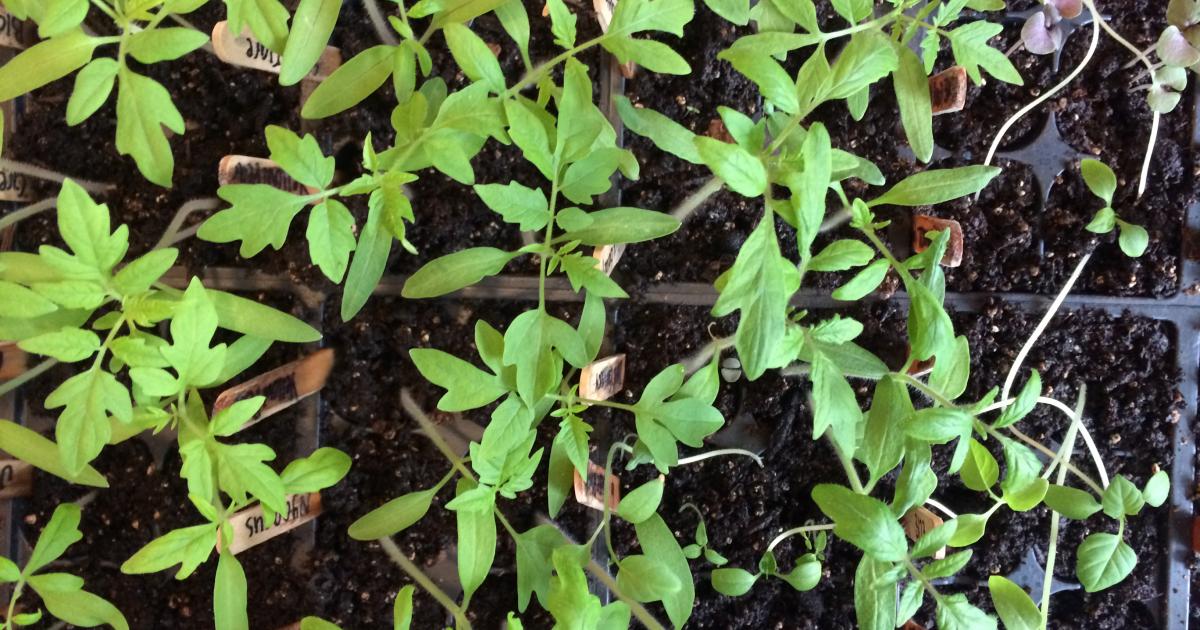 Intro to Organic Gardening Series: Weed ID & Maintenance | Nature Groupie